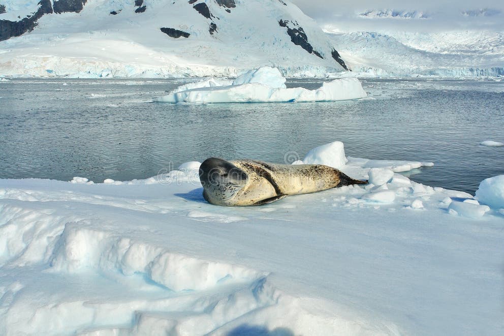 Leopard Seal Resting on an Ice Floe in Antarctica Stock Photo - Image ...