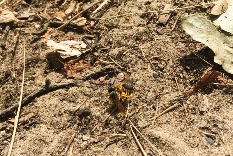 Predatory Single Wasp Attacked a Bee. Wasp Predator Stock Image - Image ...
