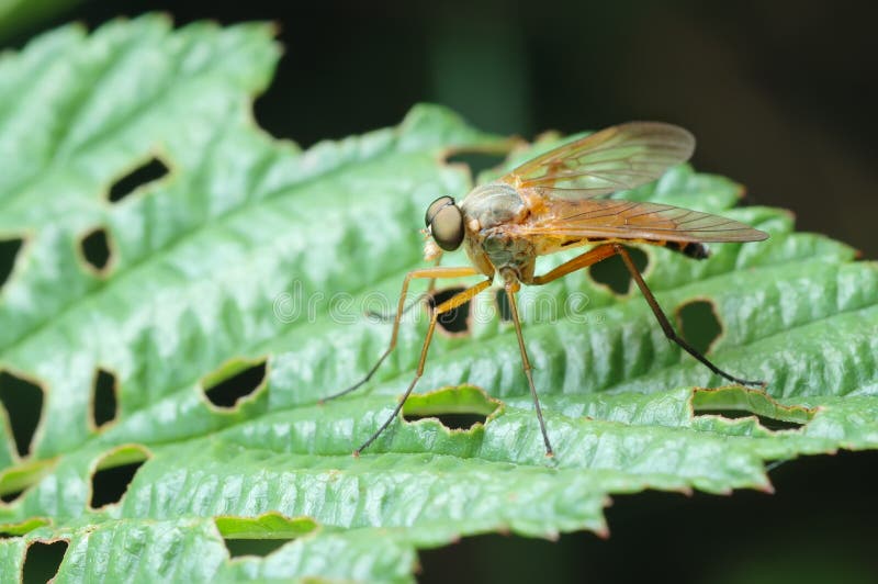 Predatory Snipe-fly (Rhagio Scolopaceus) Stock Photo - Image of meadow ...