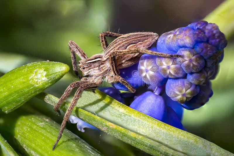 Spider close up stock photo. Image of spread, black, casting - 44837328