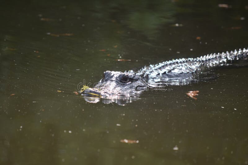 American Alligator Stalking In Water Stock Photo - Image of asia ...