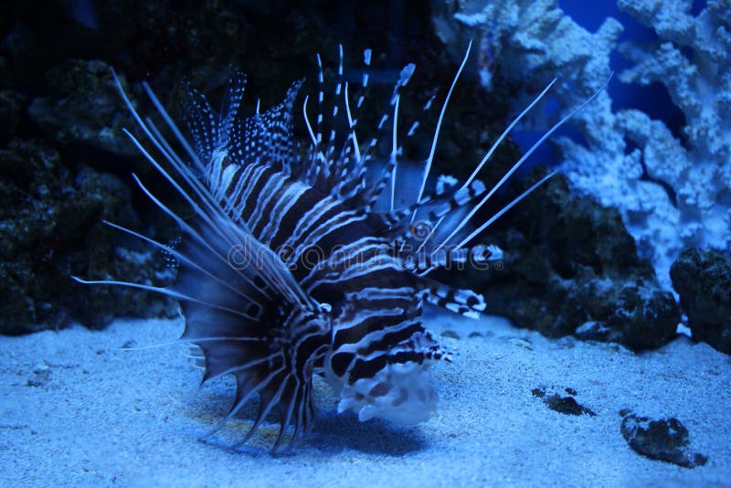 Predatory Tropical Fish with Spines Swims in the Ocean of Water in the ...