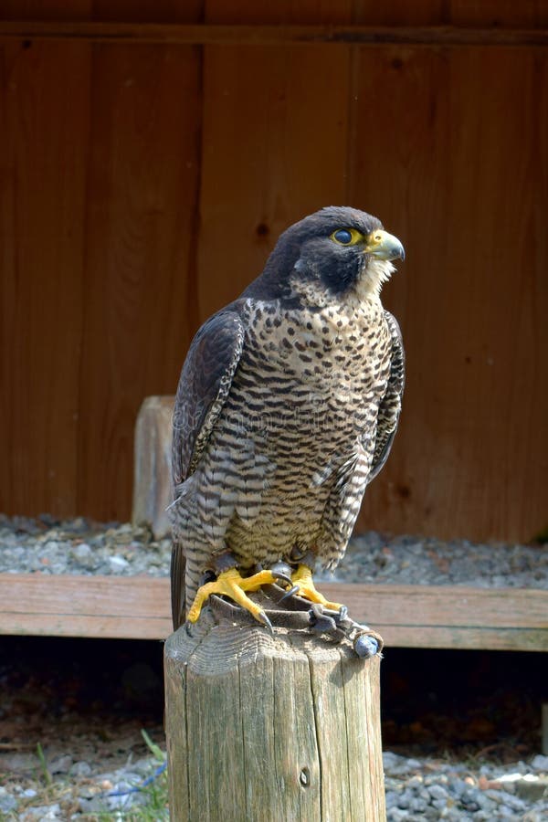 Predatory, Wild Bird in Captivity Stock Photo - Image of bird, wild ...