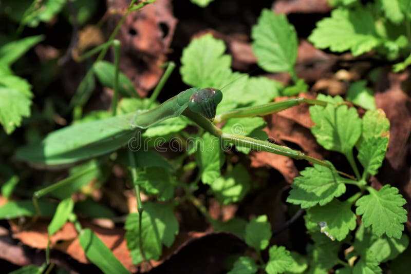 Predicador Que Hace El Ejercicio, Yoga Del Insecto Imagen de archivo ...