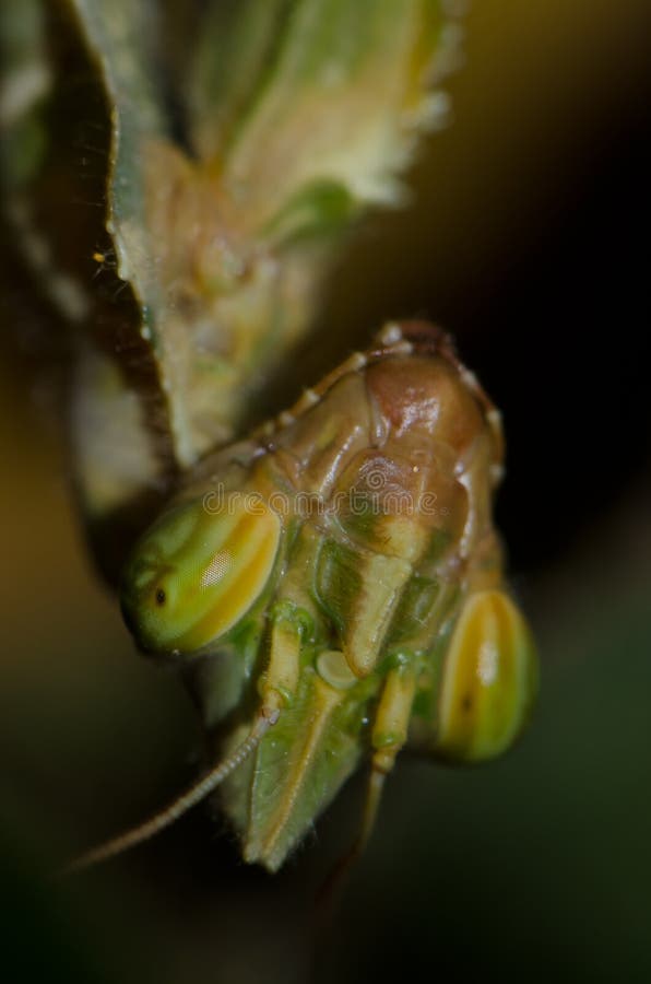 Predicador De La Flor Del ` S Del Diablo Foto de archivo - Imagen de ...