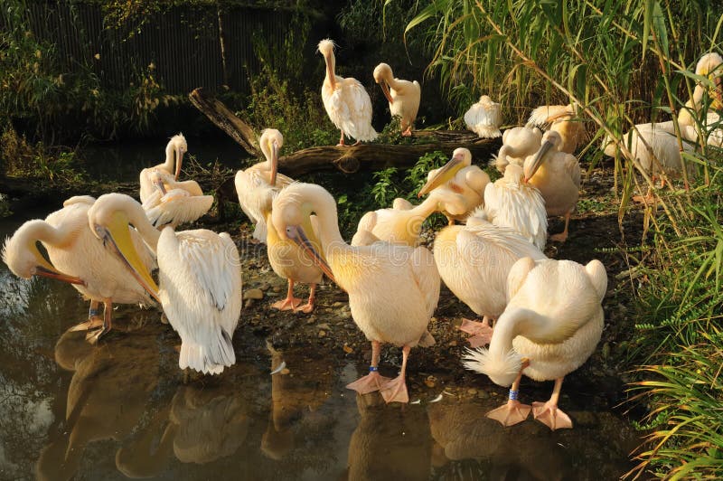 Preening stock photo. Image of preen, nature, flock, head - 11762502