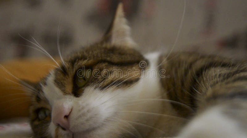 Preening cat stock video. Video of feline, relaxing - 118200447