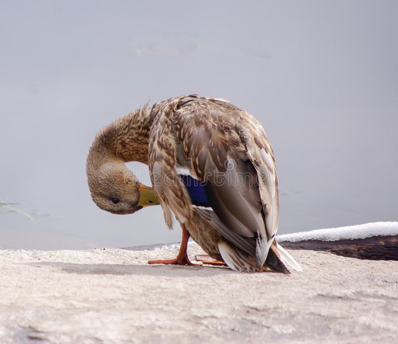 Preening duck stock image. Image of lake, pond, feathers - 37692999