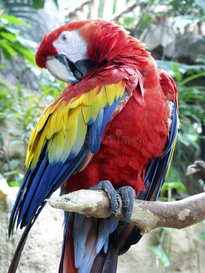 Preening Parrot stock image. Image of bird, parrot, yellow - 195557