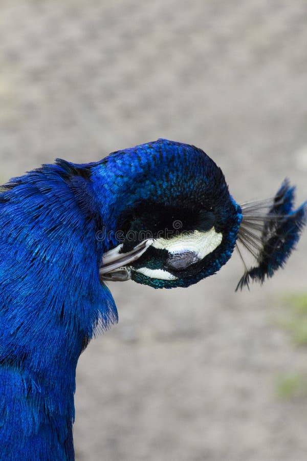 Peacock preening stock image. Image of bird, grass, beak - 11488785