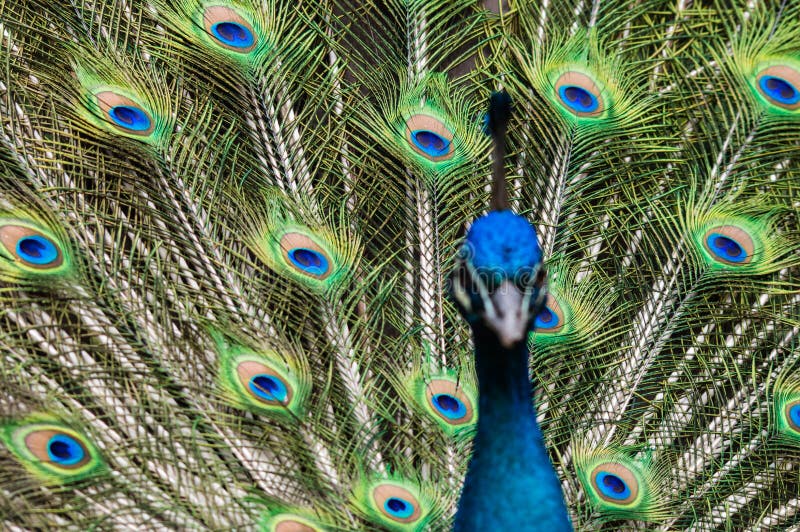 412 Peacock Preening Stock Photos - Free & Royalty-Free Stock Photos ...