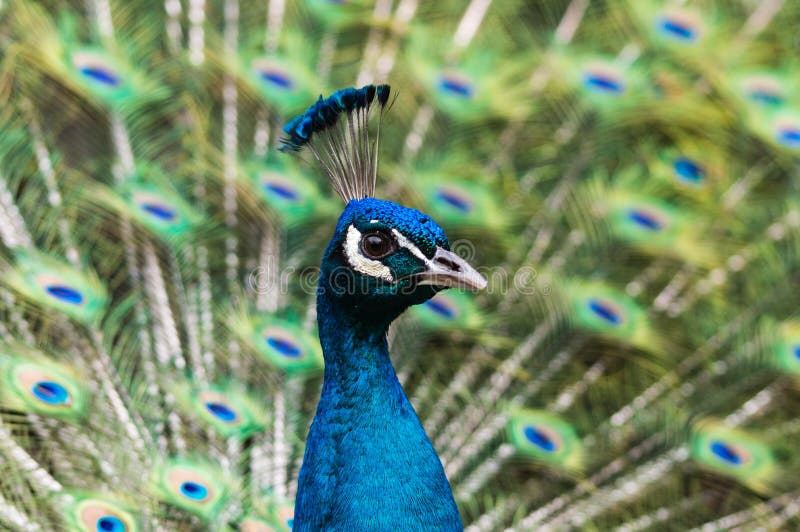 412 Peacock Preening Stock Photos - Free & Royalty-Free Stock Photos ...