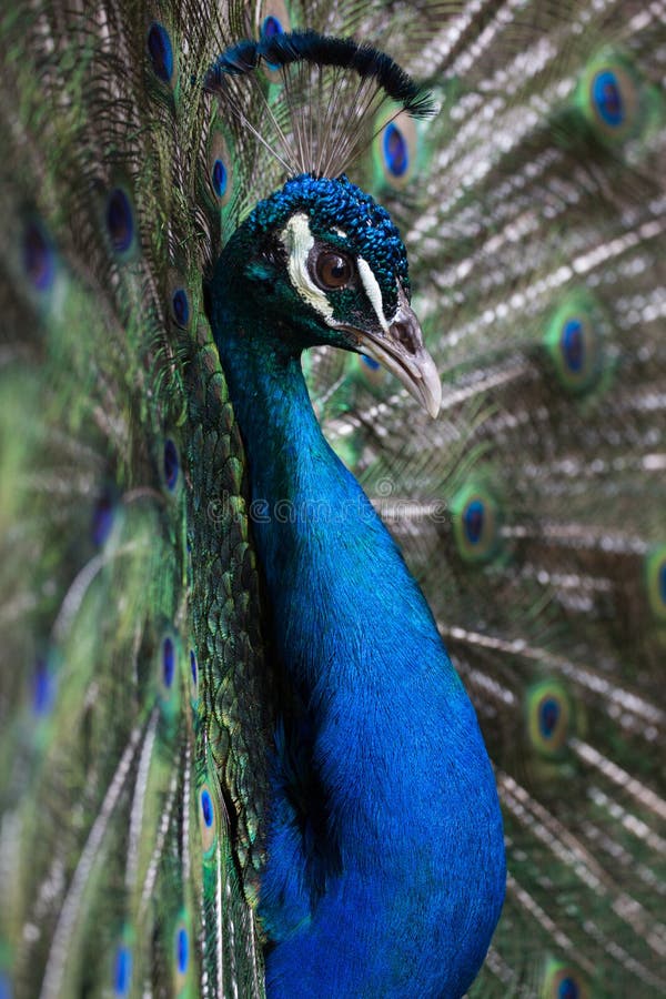 412 Peacock Preening Stock Photos - Free & Royalty-Free Stock Photos ...