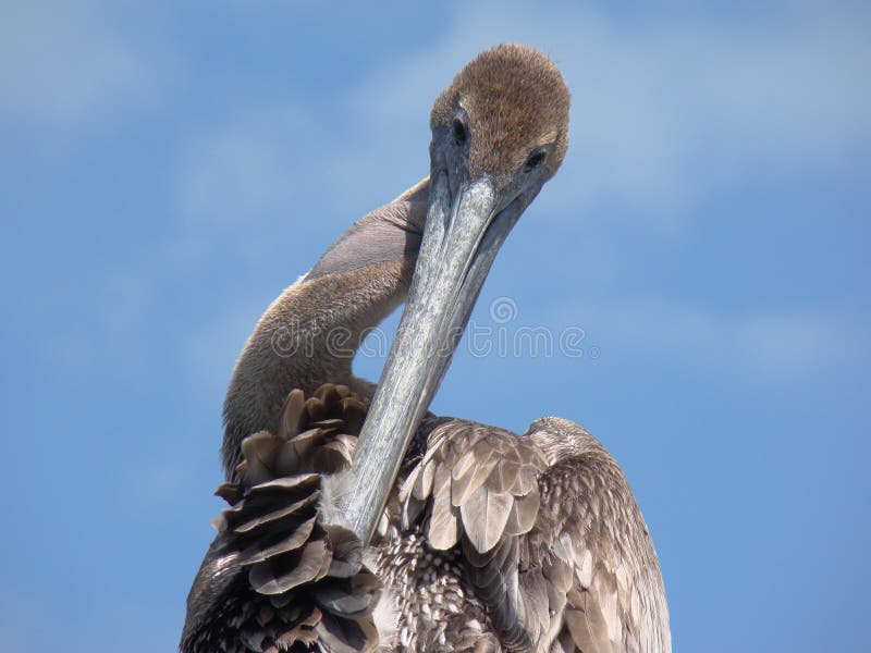 Preening Pelican stock photo. Image of wildilfe, avian - 9108108