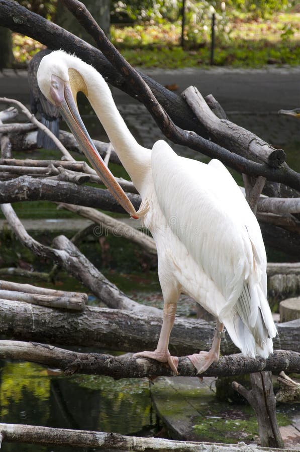 Preening Pelican stock image. Image of beak, grooming - 35474825