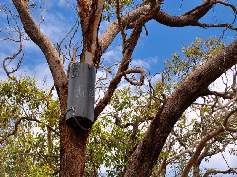 Preening Tools in Nature stock photo. Image of reserve - 63091622