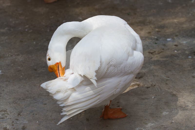 A preening white goose stock photo. Image of fowl, hunted - 86093866