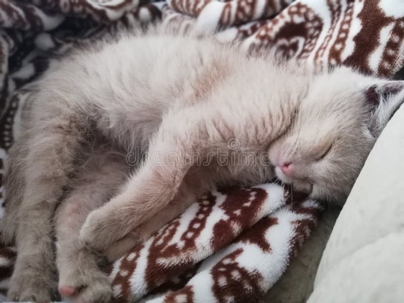 Sleeping kitty stock photo. Image of pets, preety, happy - 136423300