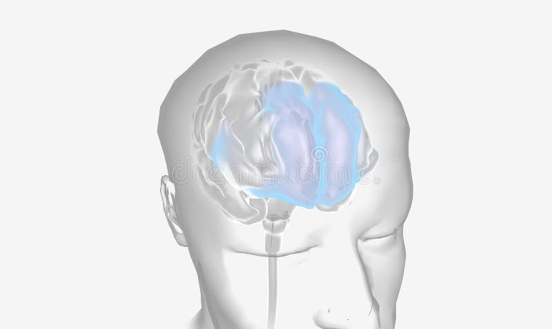 Prefrontal Cortex Brain Stock Illustrations – 203 Prefrontal Cortex ...