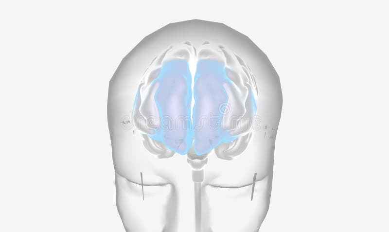 Prefrontal Cortex Brain Stock Illustrations – 203 Prefrontal Cortex ...