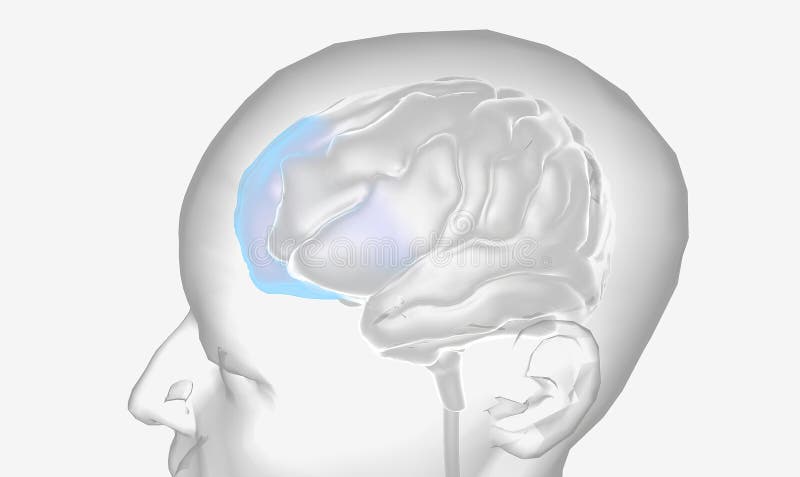 Prefrontal Cortex Stock Illustrations – 211 Prefrontal Cortex Stock ...