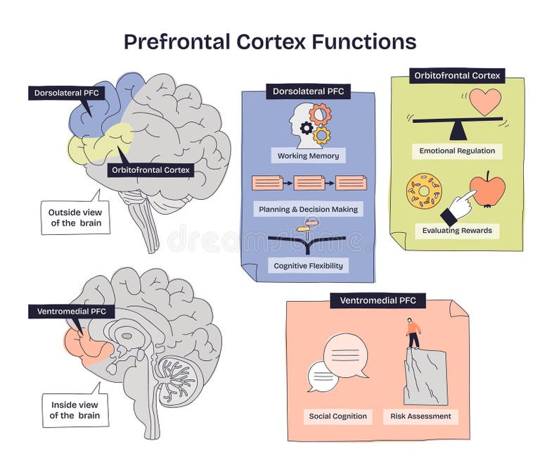 Cortex Functions Stock Illustrations – 301 Cortex Functions Stock ...