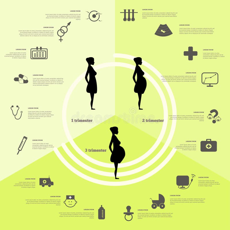 Pregnancy and Birth Infographics, Pregnancy Stages Stock Vector ...