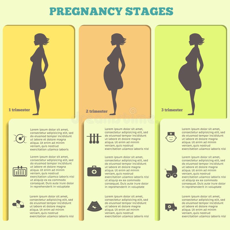 Pregnancy and Birth Infographics, Pregnancy Stages Stock Vector ...