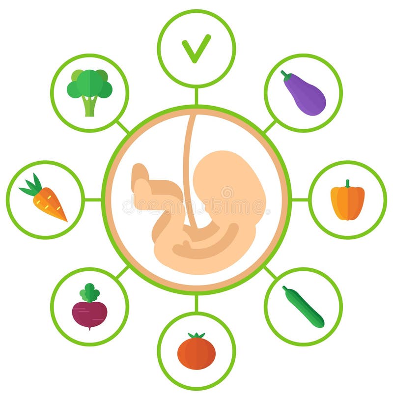 Pregnancy Embryo Healthy Food Stock Vector - Illustration of maternity ... Pregnancy Embryo Healthy Food Stock Vector - Illustration of maternity ...