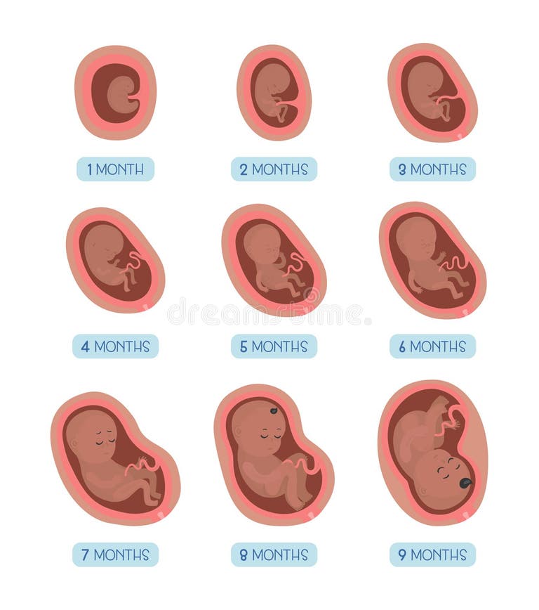 Embrio Stock Illustrations – 96 Embrio Stock Illustrations, Vectors ...