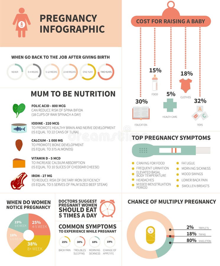 Pregnancy Nutrition Infographic Stock Vector - Illustration of chart ...