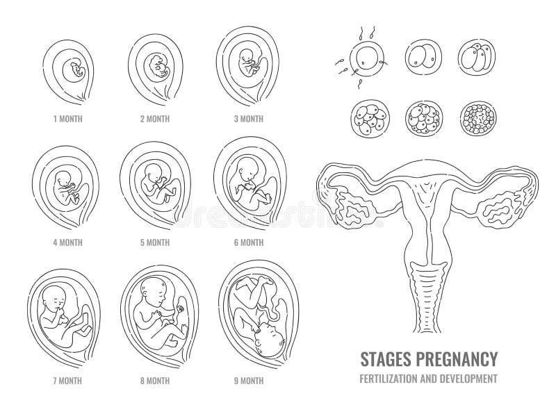 Infographic of Pregnancy Stages with Process of Fertilization and ...