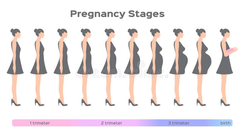 Stages Of Pregnancy From Conception To Birth