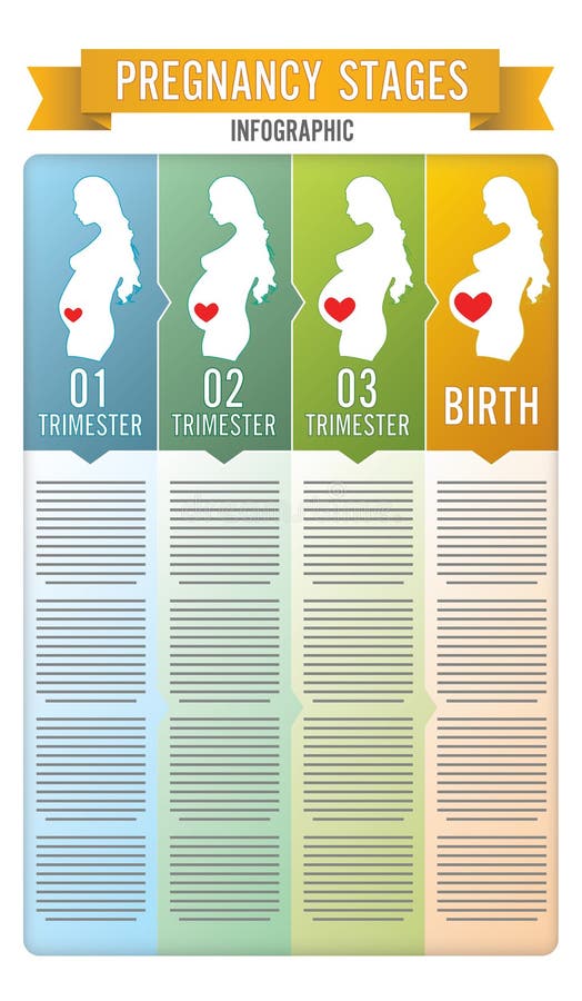 Pregnancy Stages Infographic Stock Vector Illustration Of Birth