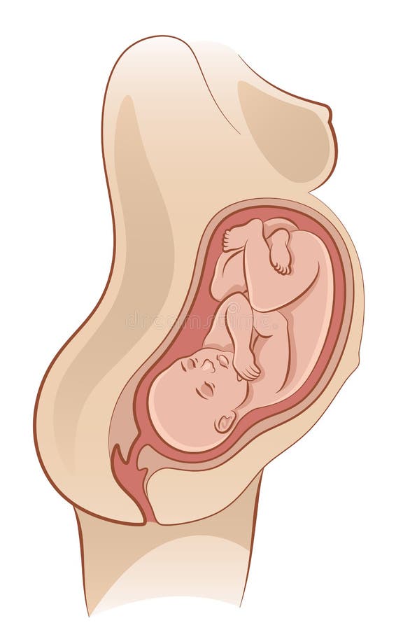Fully Labeled Diagram of Fetus Developing in the Uterus Stock Vector ... Fully Labeled Diagram of Fetus Developing in the Uterus Stock Vector ...