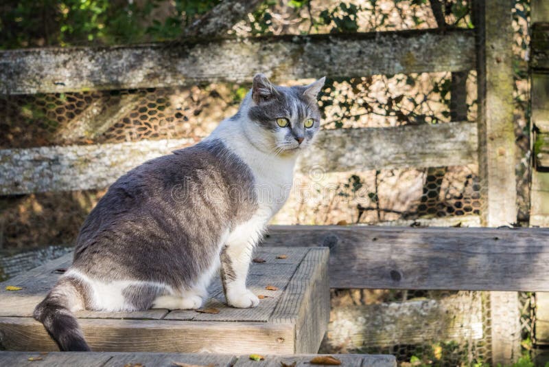 Cat Sitting Outdoors, on a Bench Stock Image - Image of domestic ...