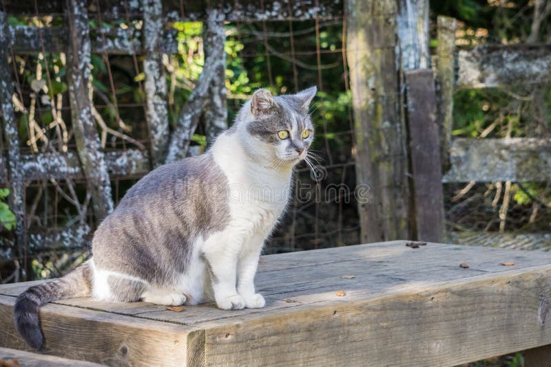 Cat Sitting Outdoors, on a Bench Stock Image - Image of park, bench ...