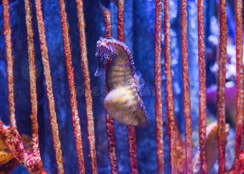 Pregnant Common Seahorse (spotted Seahorse) Stock Photo - Image of ...