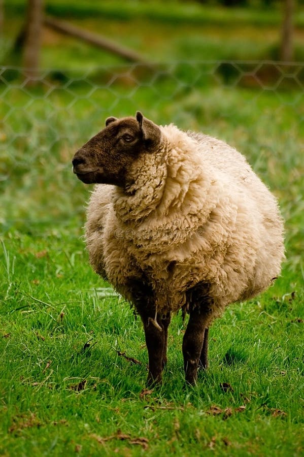 Pregnant ewe stock photo. Image of outdoors, agriculture - 6719356