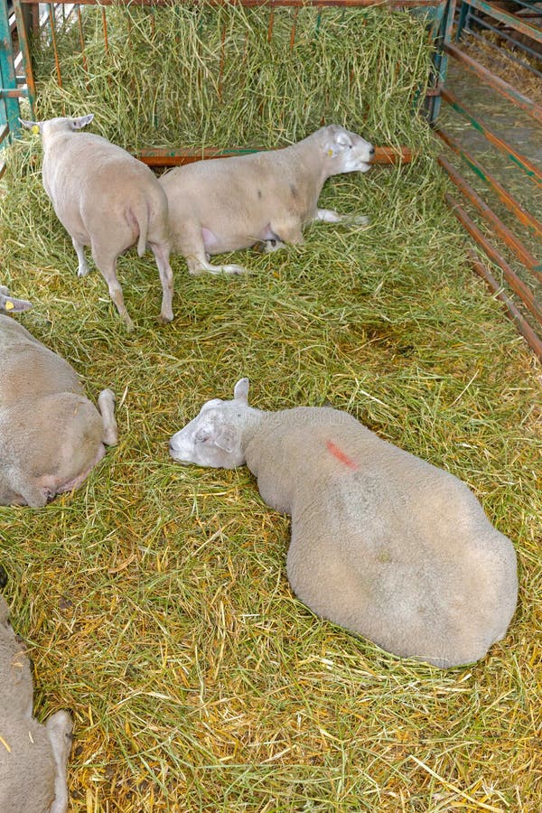 Sheep Ewe Laying Down Stock Photos - Free & Royalty-Free Stock Photos ...