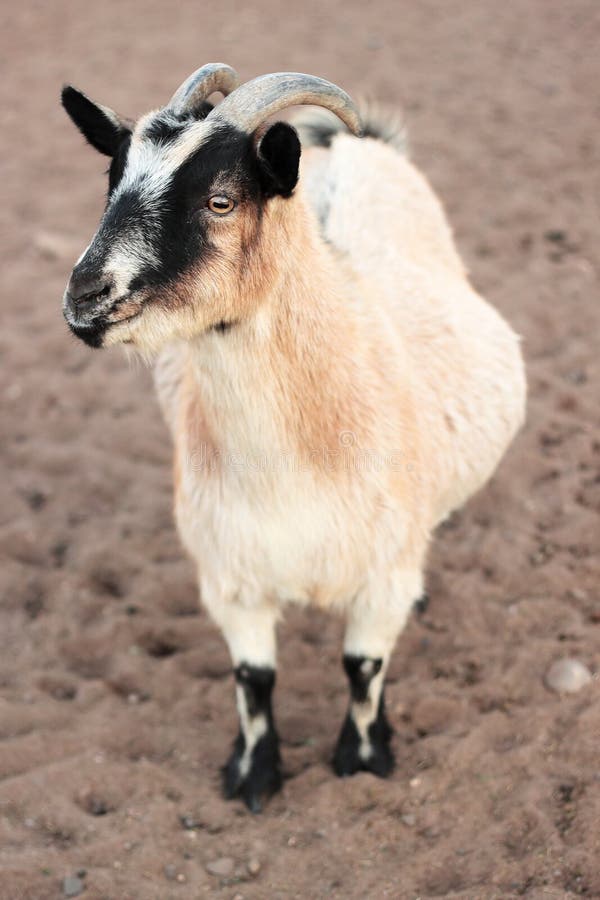 Baby French Alpine Goats
