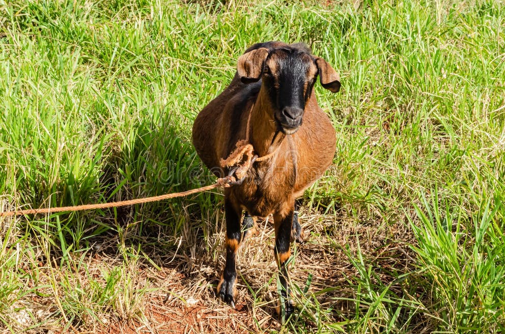 Pregnant Goat Standing and Looking Stock Photo - Image of excreta ...