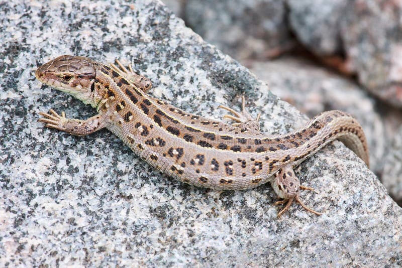 Brown pregnant lizard stock photo. Image of animal, wild - 26090786