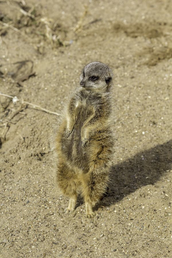 1+ Fat meerkat looking Free Stock Photos - StockFreeImages