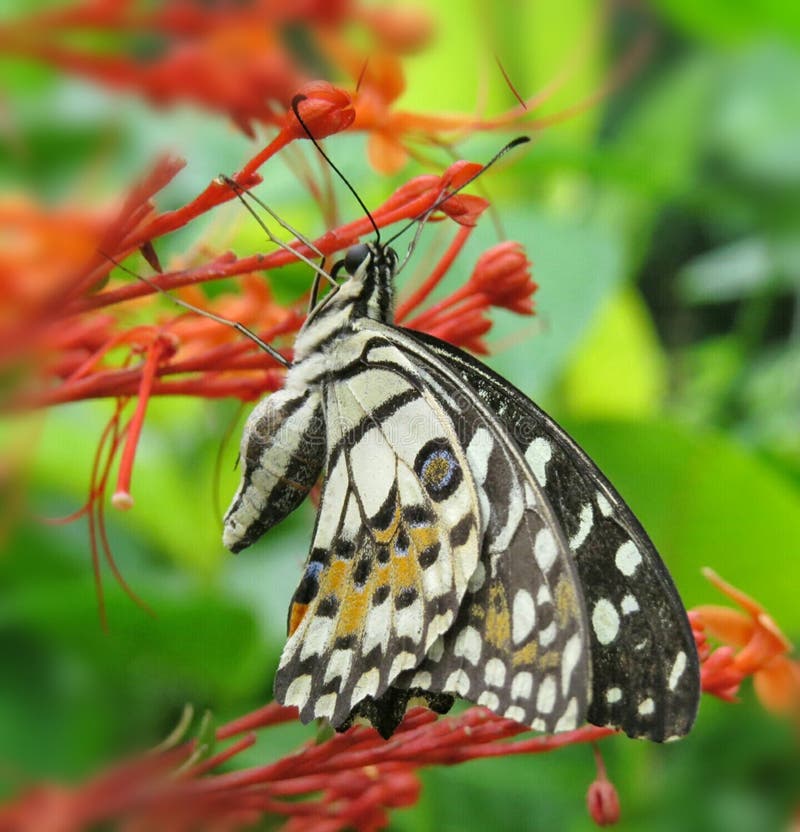 Pregnant Monarch Butterfly Stock Image Image Of Morning 74579831