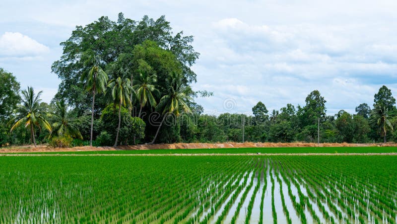 The Pregnant Rice is Ready To Be in Full Bloom. Stock Image - Image of ...