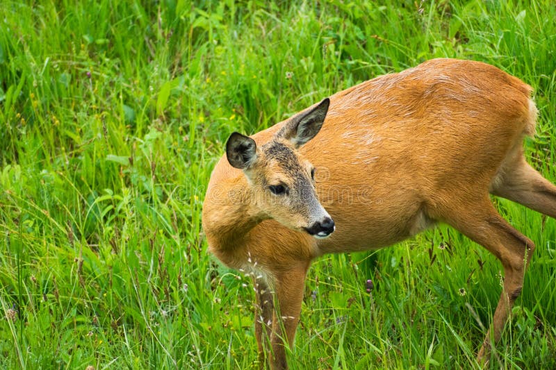 Pregnant Roe Deer Standing in Tall Green Grass Stock Photo - Image of ...