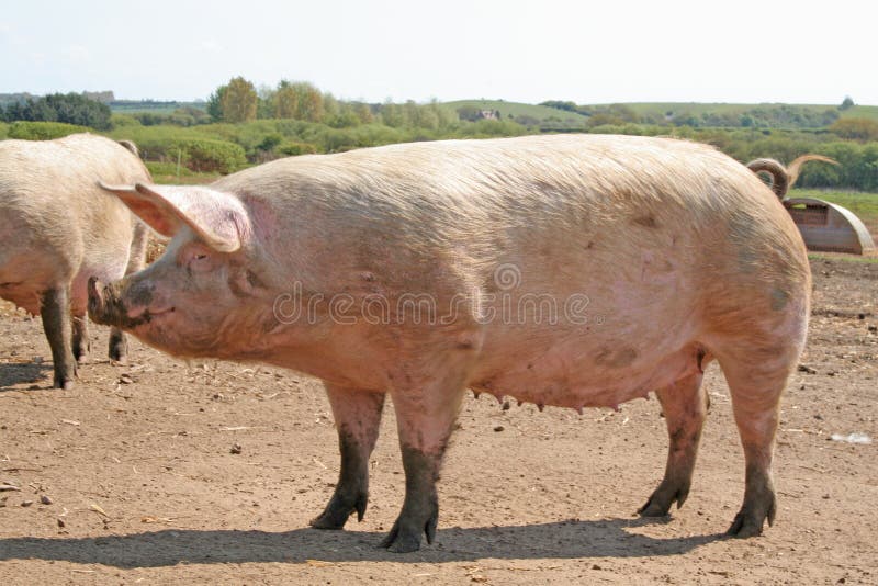 A pregnant sow stock photo. Image of yard, range, compassionate - 14322052