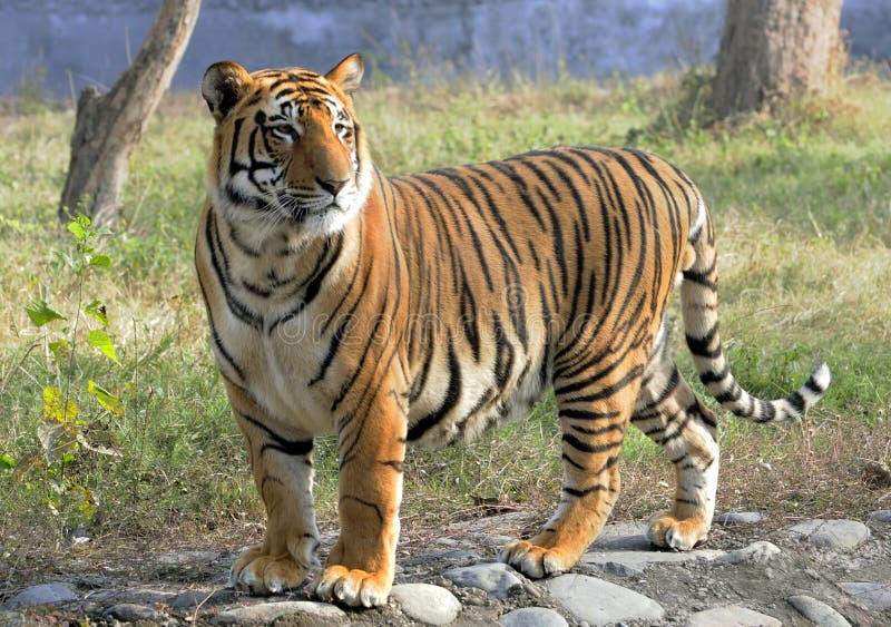 Pregnant Tiger Giving Birth