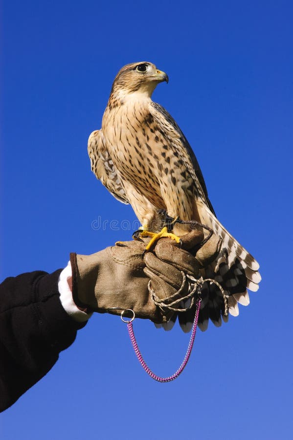 Pregrine Falcon Cross on Gloved Hand Stock Image - Image of hunting ...